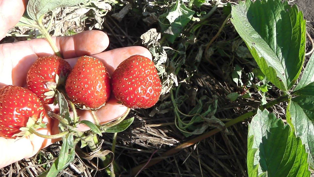 КЛУБНИКА  С БЕСПОДОБНО ВКУСНОЙ  ЯГОДОЙ  ТОЛЬКО ЗА ВКУС  УЖЕ  СТОИТ ВЫРАЩИВАТЬ ЭТОТ СОРТ