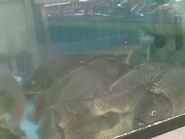 свежая рыба  30 ноября 2008 г.