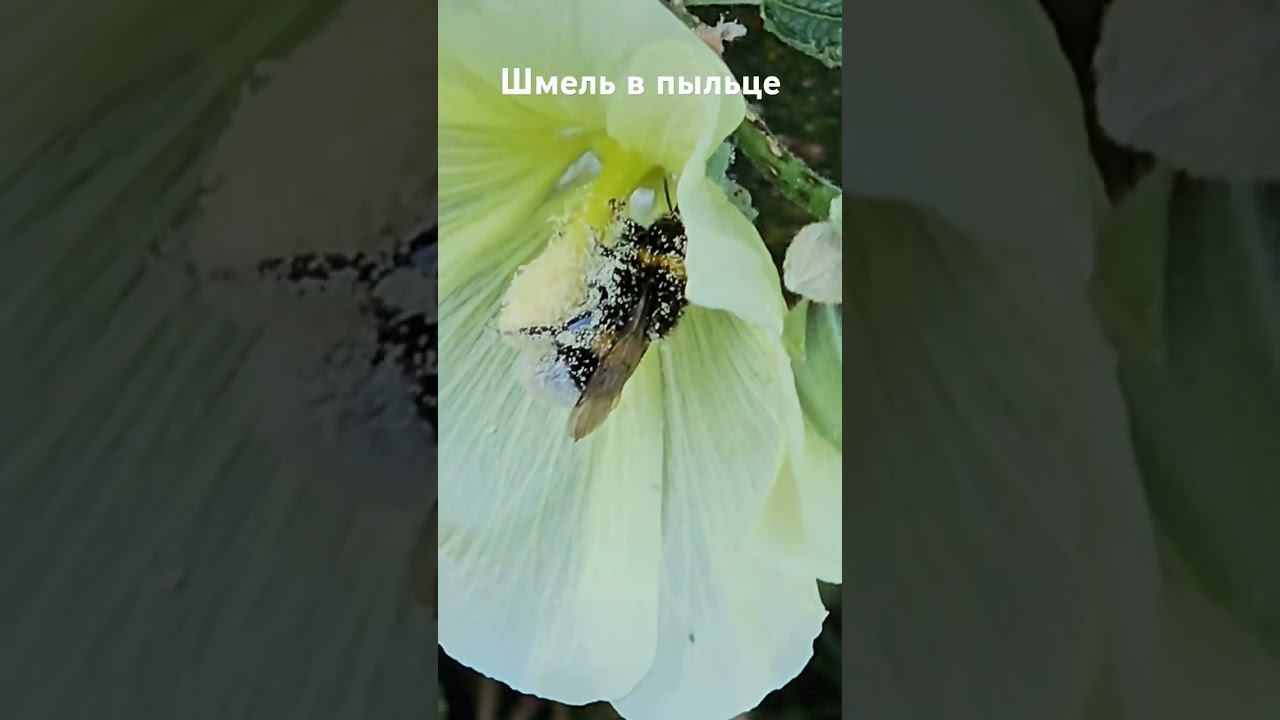 Шмель извалялся в пыльце #шмель #цветок #мальва #пыльца