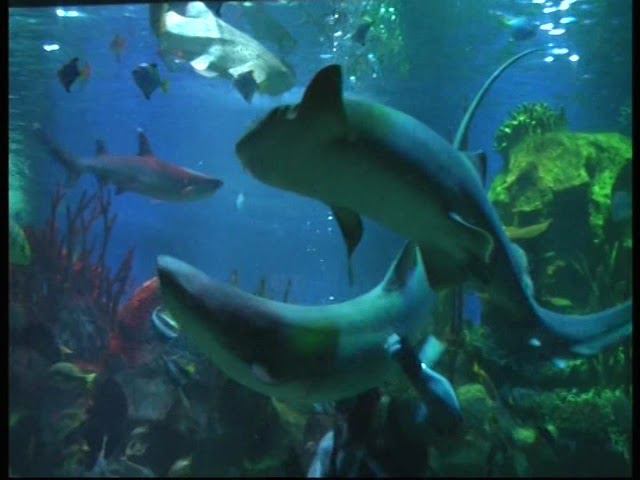 Океанариум. 30.01.2015 (ч.4)