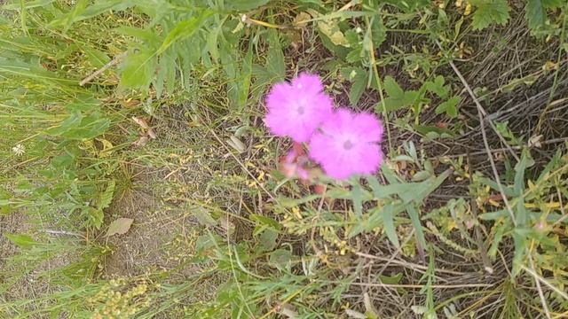 20230617_Полевые гвоздики