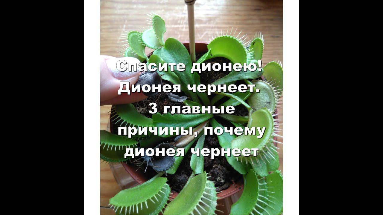 Спасите дионею! Дионея чернеет. 3 главные причины, почему дионея чернеет
