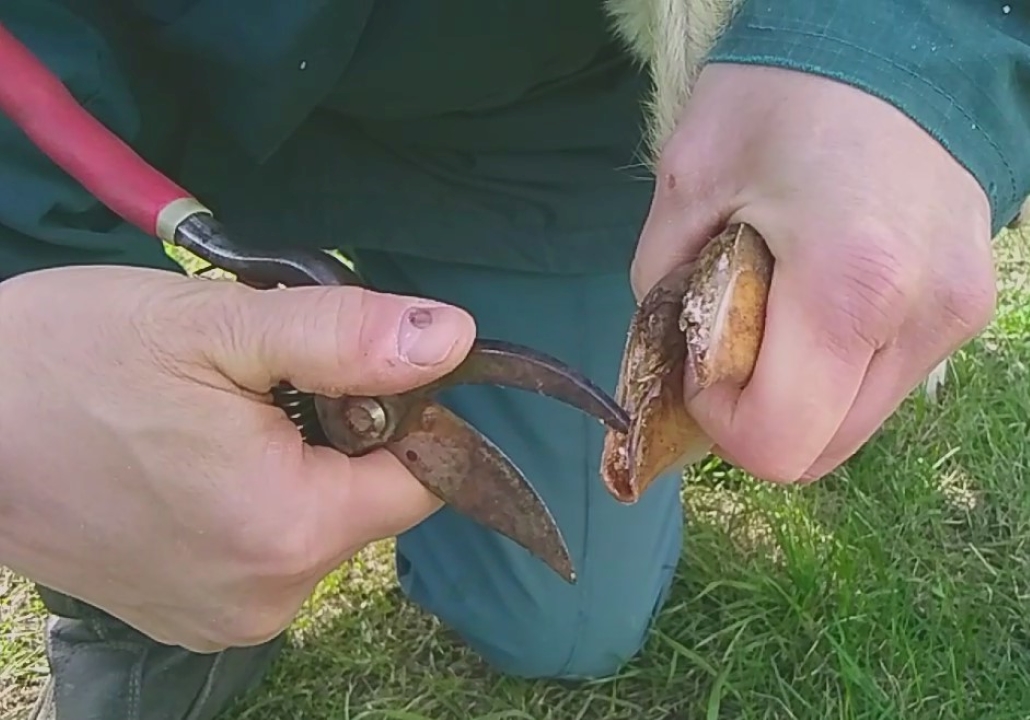 У коз педикюр с обнимашками или технология обрезания копыт