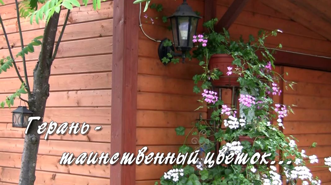 Герань - таинственный цветок... Дачные картинки 2022.
