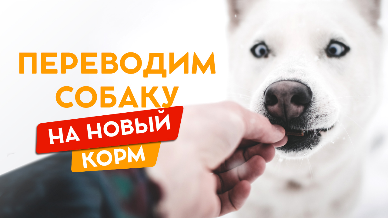Как правильно перевести собаку на новый корм