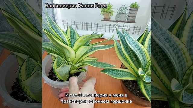 Забрала на зиму САНСЕВИЕРИИ с окна под лампу? #цветы #растения #тещинязык #свет #ханни #shorts