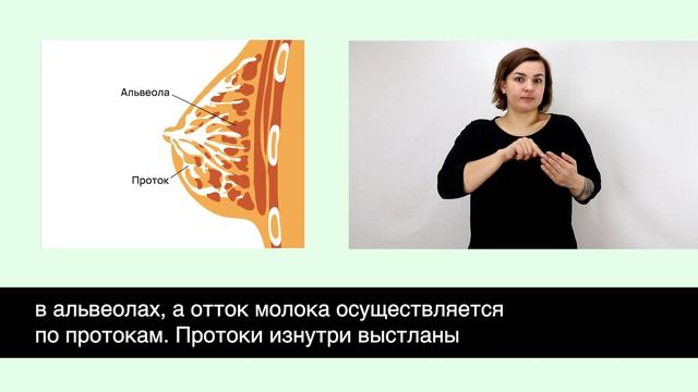 Работа и физиология лактации. Глухие РЖЯ