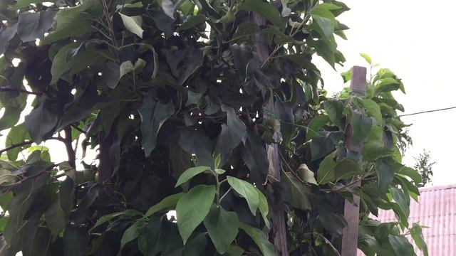 35 прививок обзор 2023