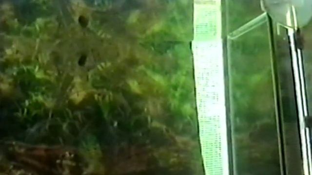 2005.11.04 У нас в гостях Гена, Люба и Галя