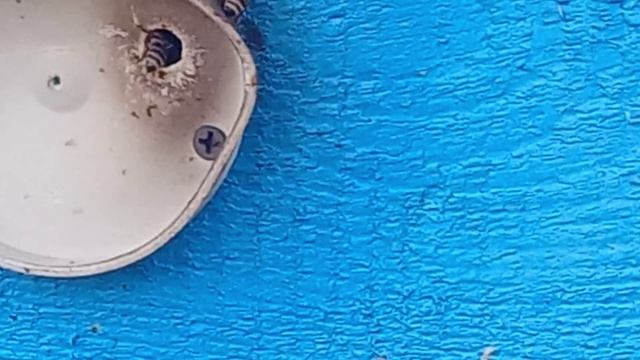 Первая перга16 03 2023