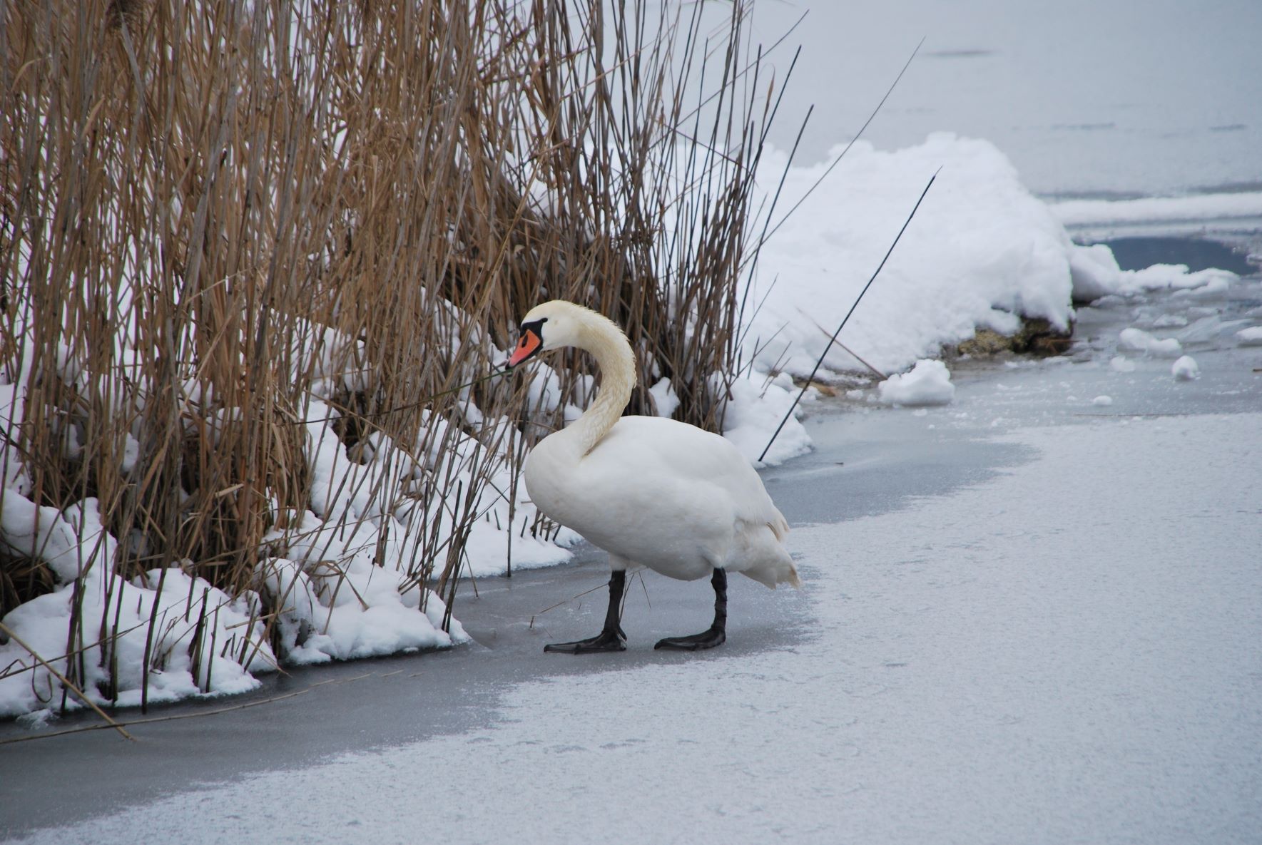 05 А назавтра выпал снег... Пешком по замёрзшему озеру. Усть-Кишерть