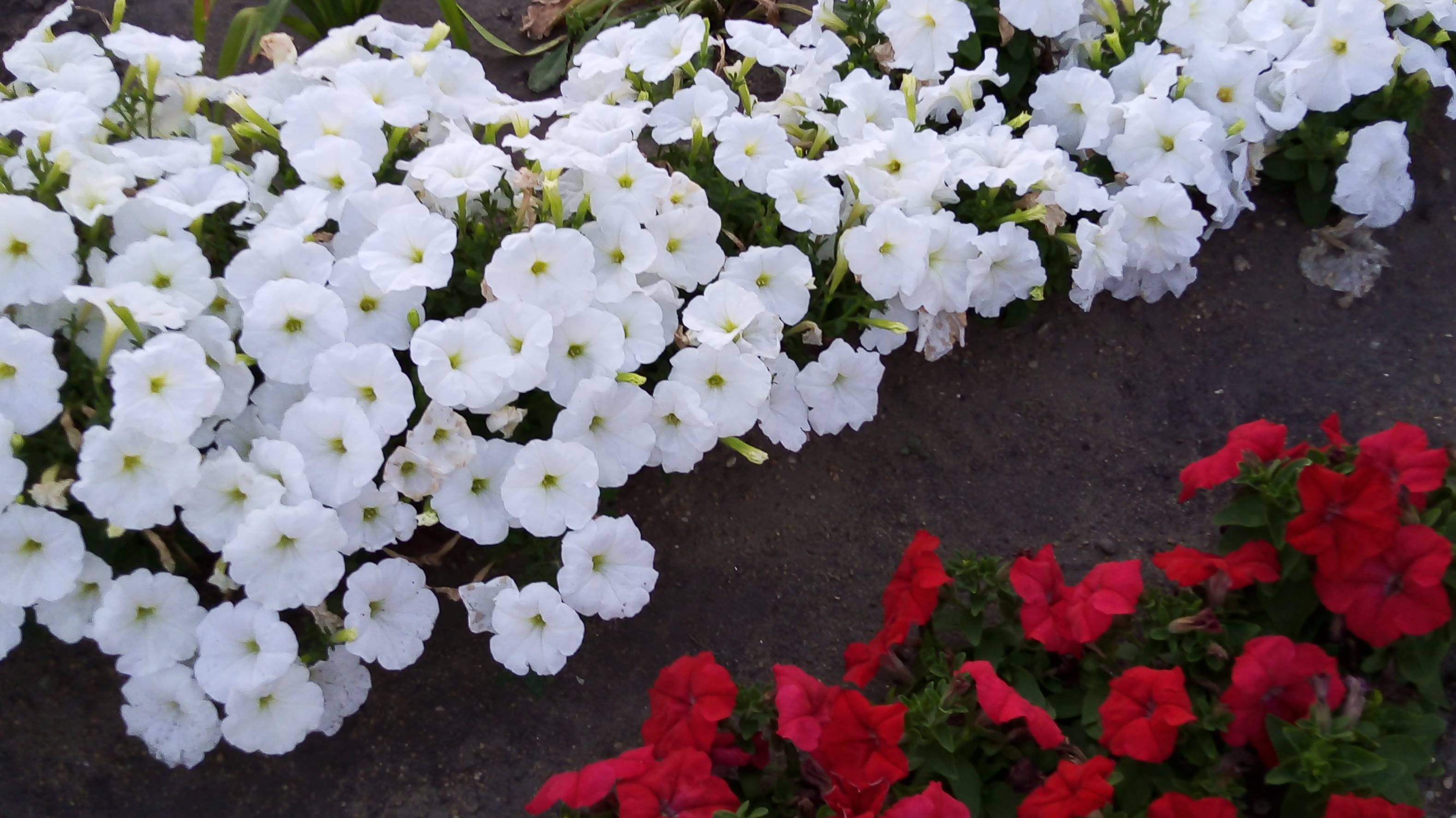 КЛУМБЫ и ПАРТЕРЫ в  СИБИРСКОМ ГОРОДЕ Омске.