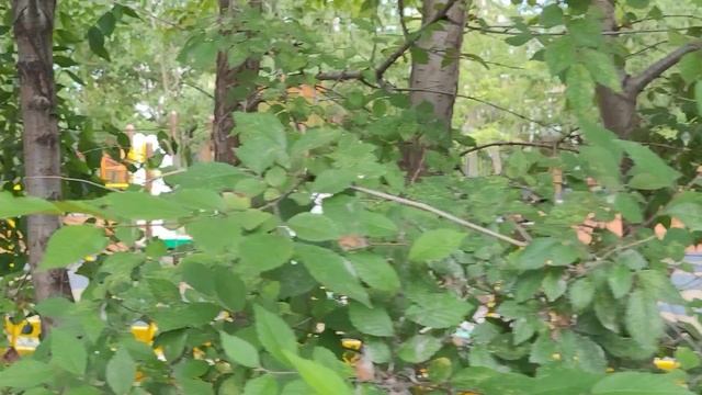 Парк Одора.