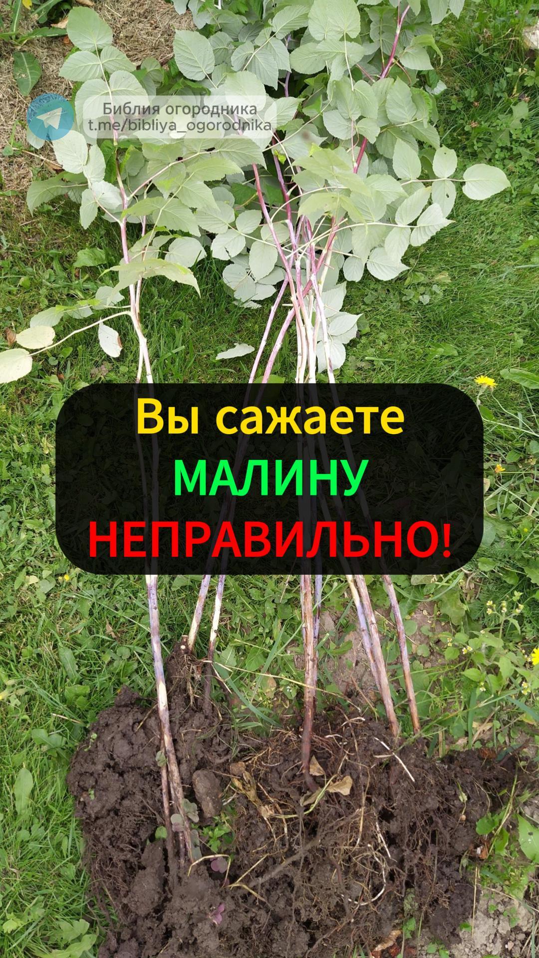 Увеличьте урожайность малины: хитрости для правильной посадки  #малина #садоводство #урожай #shorts