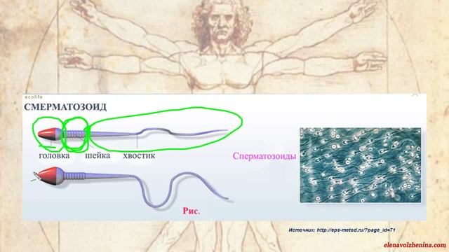 СимптоТермальный Метод Распознавания Плодности (СТМРП, СТ-метод) - Урок3-1, Часть1.