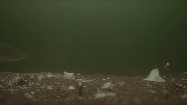 Подводная камера. Хитрая селигерская плотва