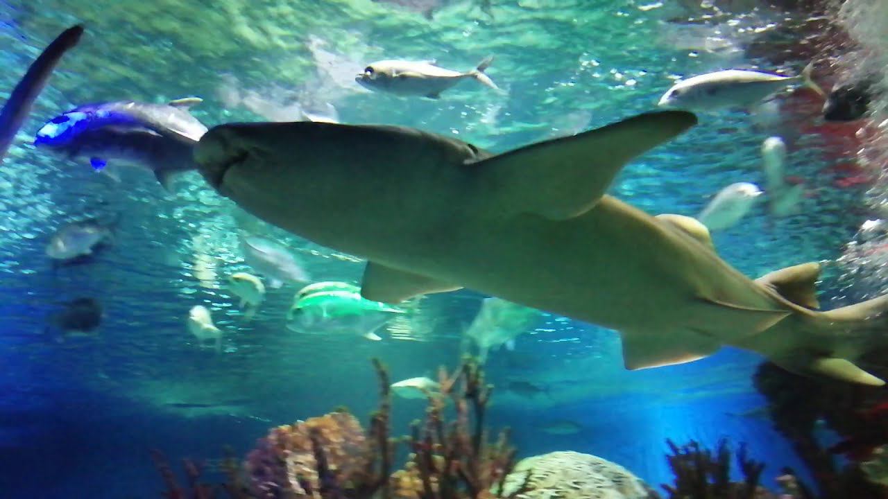 Акула. Мурена. Подводные съемки. Аквариум