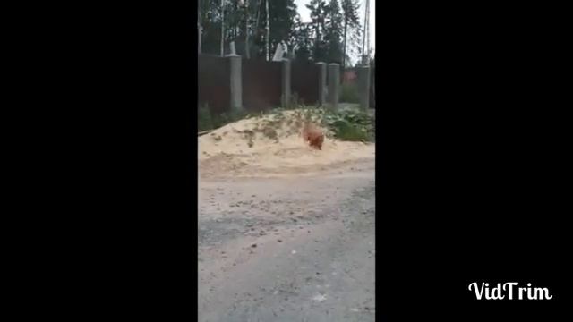 Джек играет в песочнице ..mp4