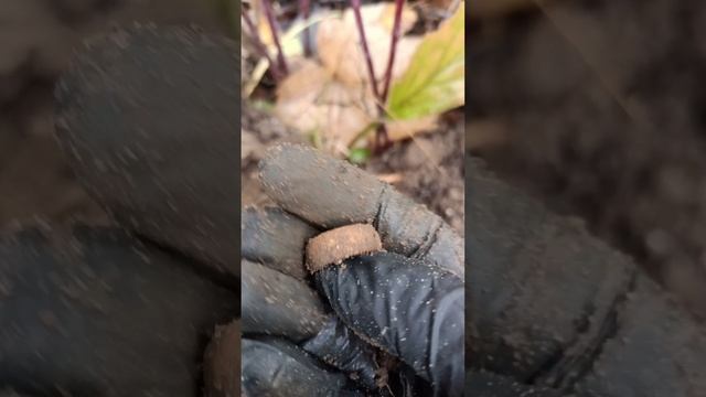 Копнула... колечко! серебро или олово??