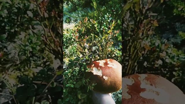 За белыми ???