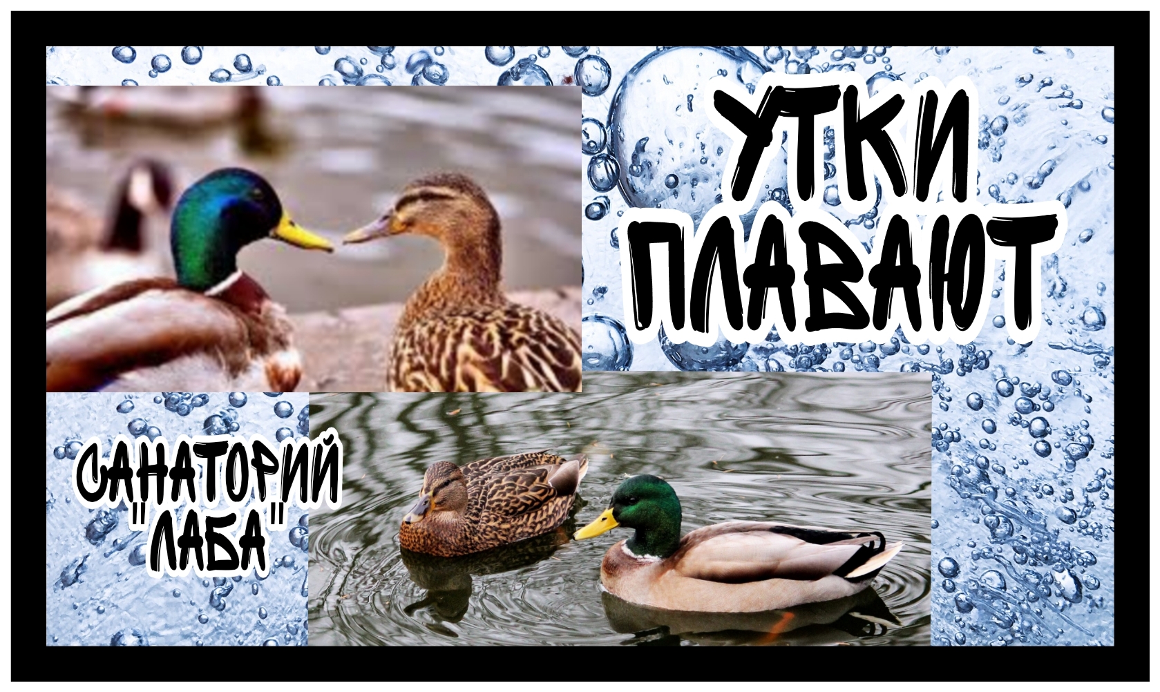 Утки плавают! КРЯ-КРЯ-КРЯ...Санаторий "Лаба".