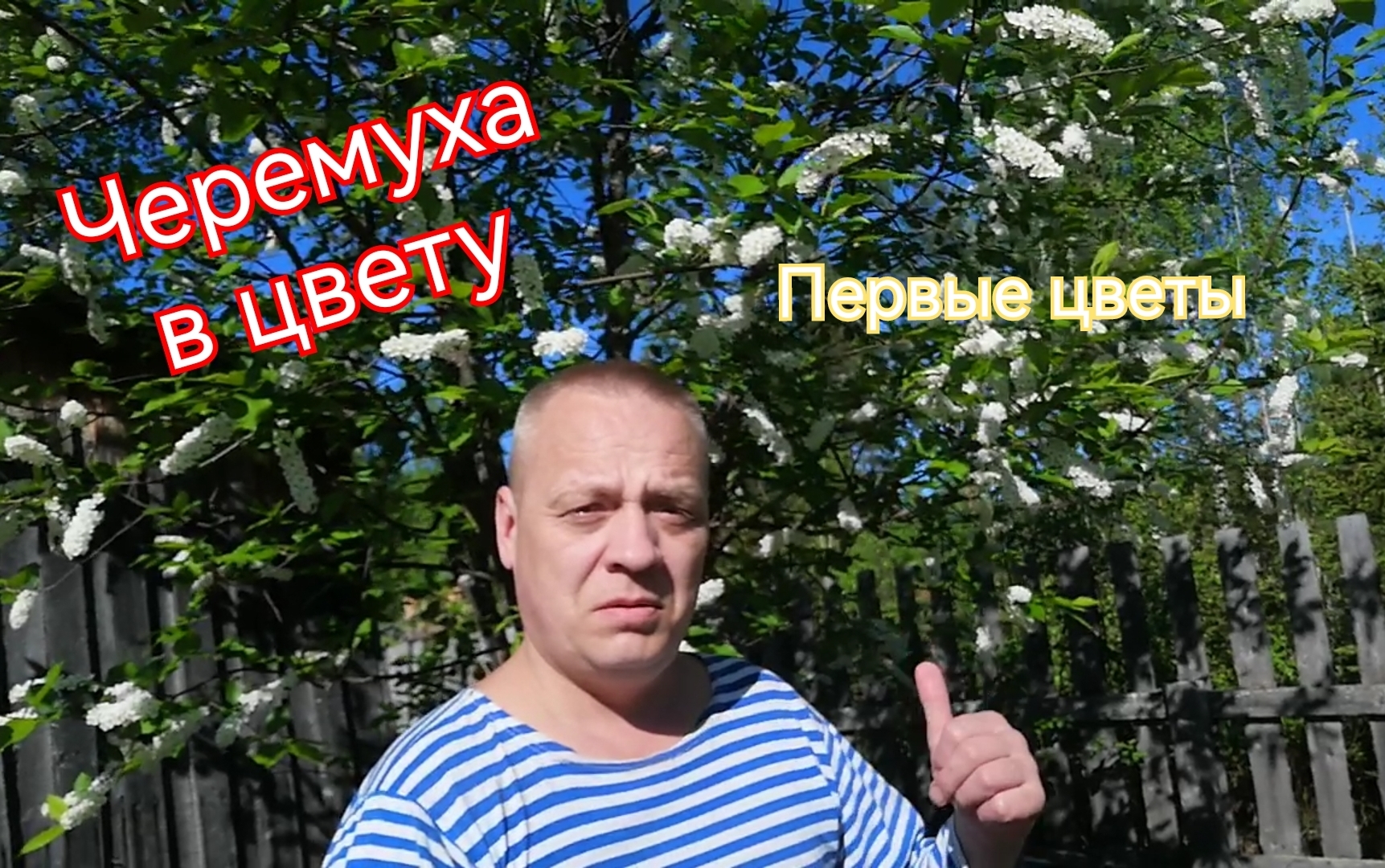Дача цветёт и пахнет