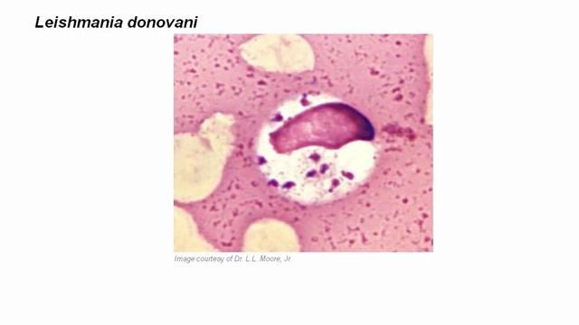 USMLE RX - 7.Микробиология - 5.Паразитология - 5.Простейшие - иные...