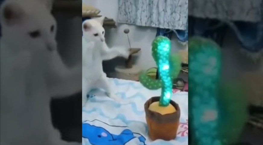 Два вида котиков???