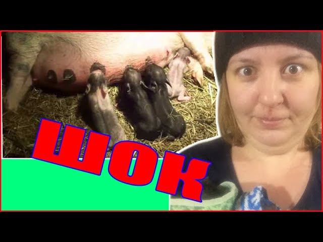 Спасала поросят/Маша в шоке/Деревенская жизнь