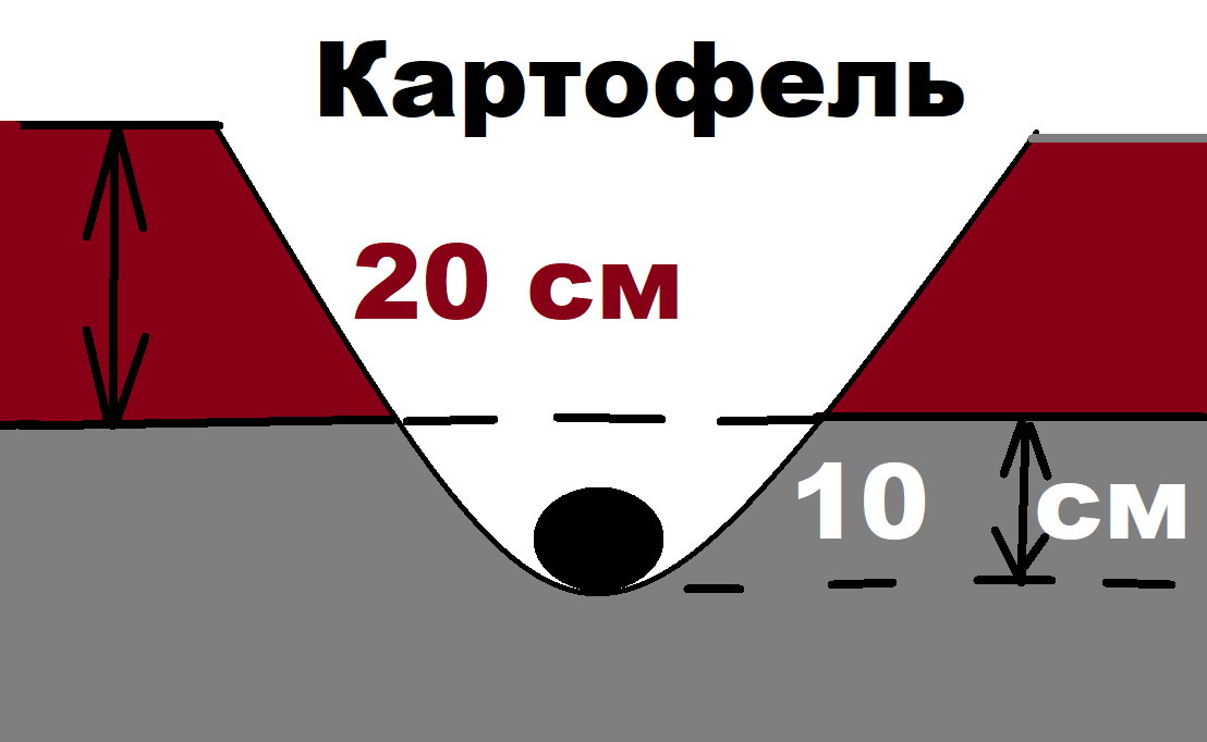 Грядка Розума. Картофель . Метод Палыги!.MP4