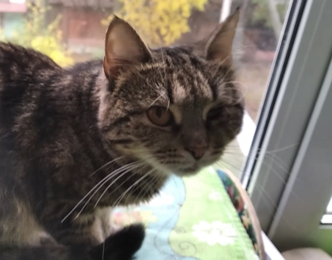 Лила. 1 урок. Команда: "сидеть".