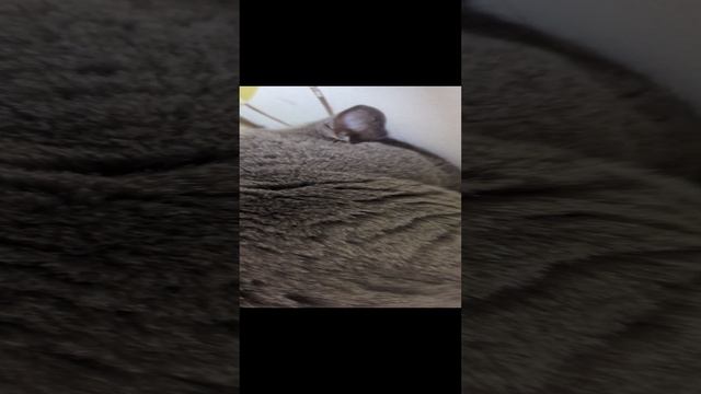 Кошка спит, она устала...?