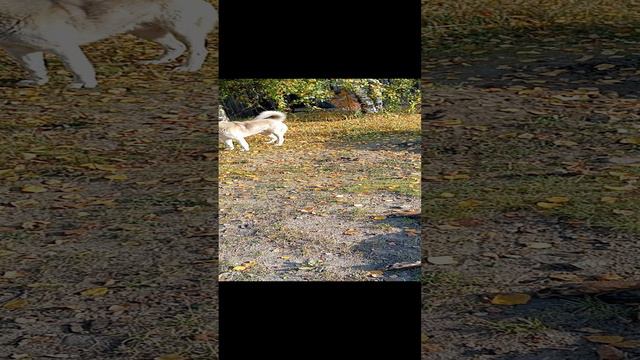 Протокол релаксации Съюзан Клозье