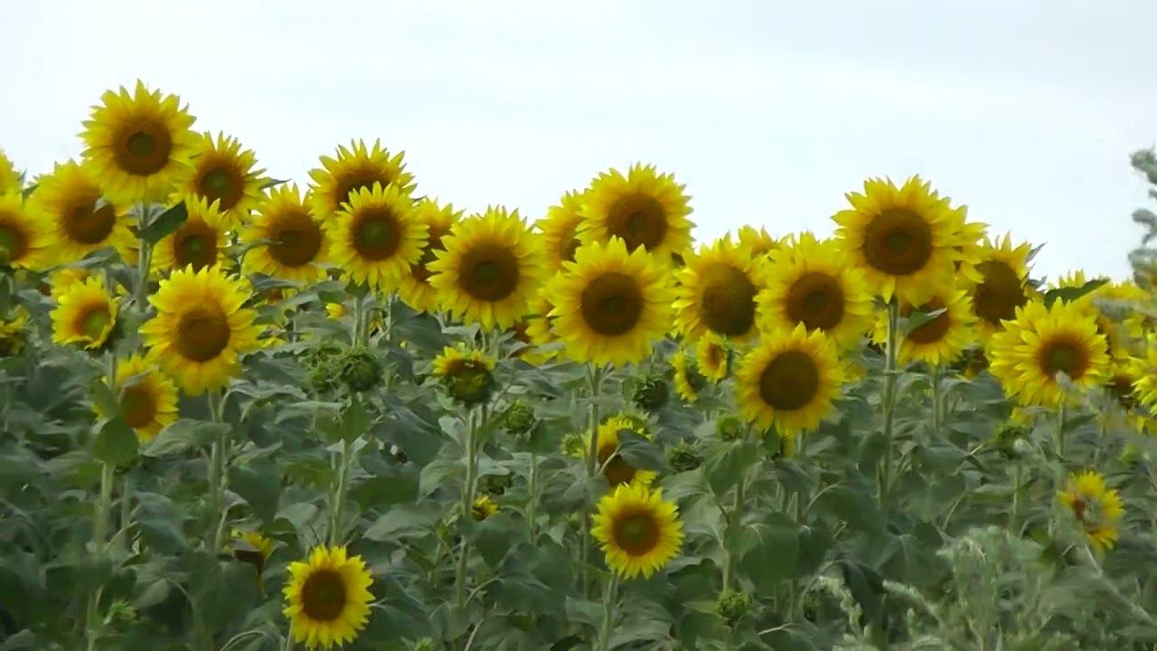 Подсолнухи