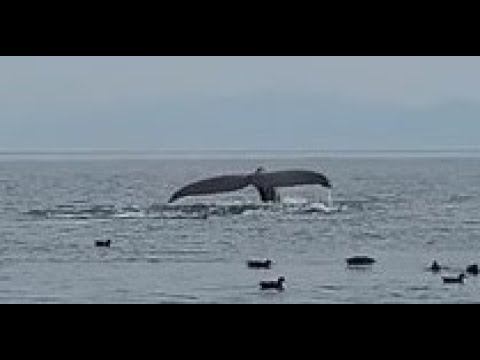 Итуруп 2023.  Киты.