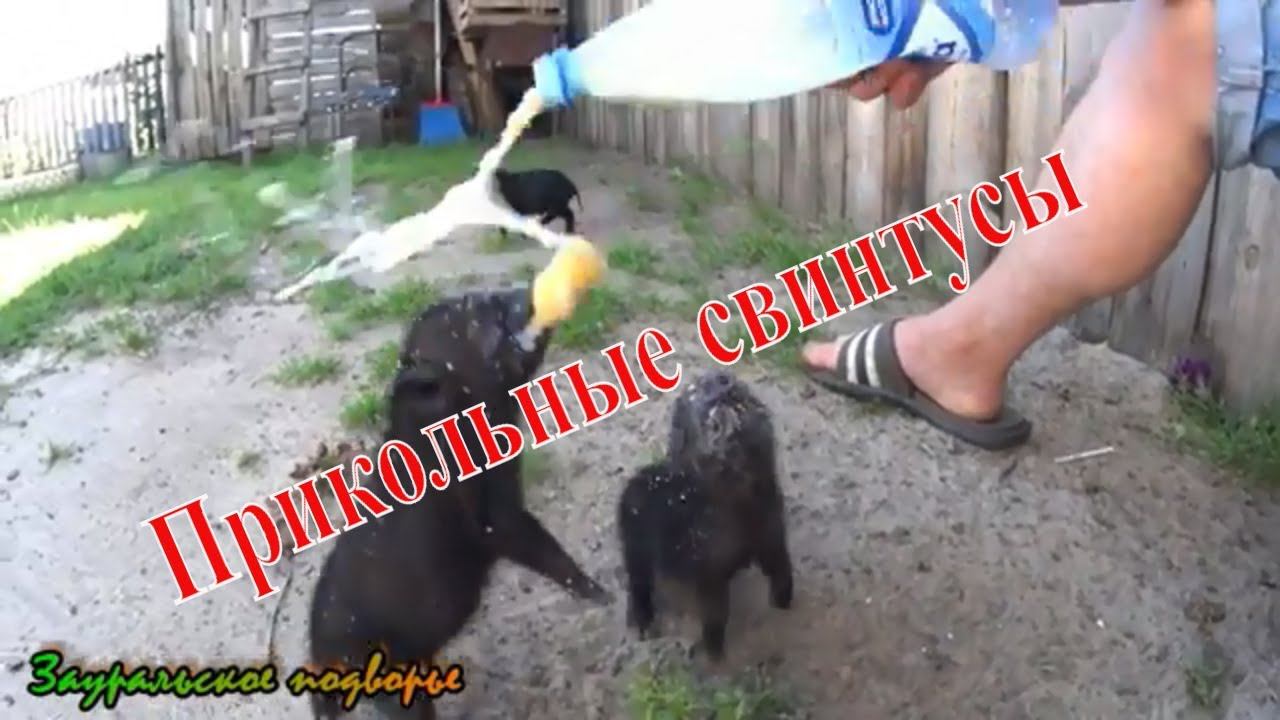 Поросята озверели от голода /Смеялся до слез