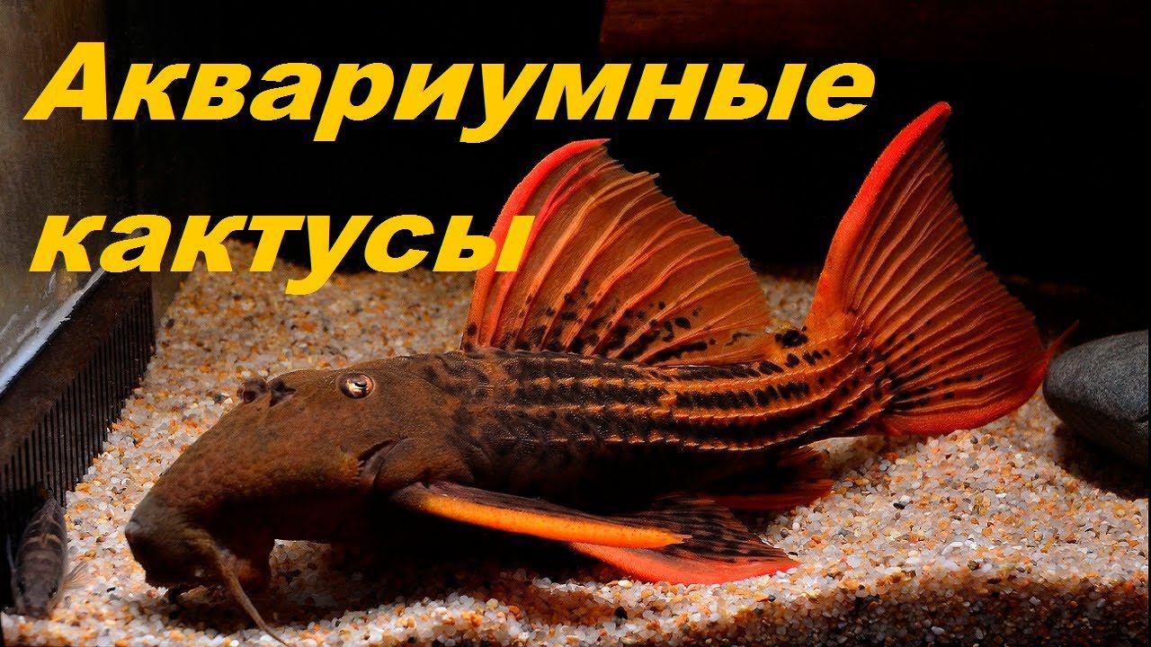 Необычное, но популярное. Серия 4 - Кактусы в аквариуме. (Архив от 25.06.2022)