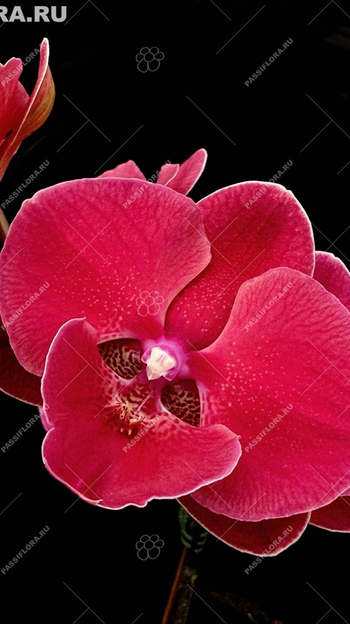 P.Red Flame самый бесстыдно-алый и
 #orchid #orchids #orchidflower #orchidgrower #orchidloversclub