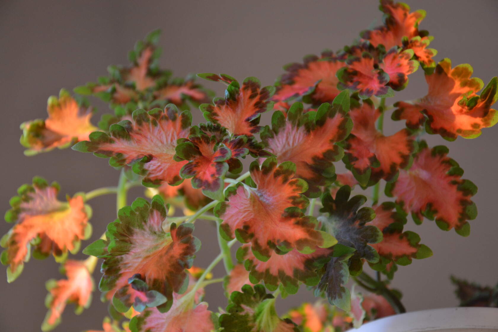 Полив колеуса