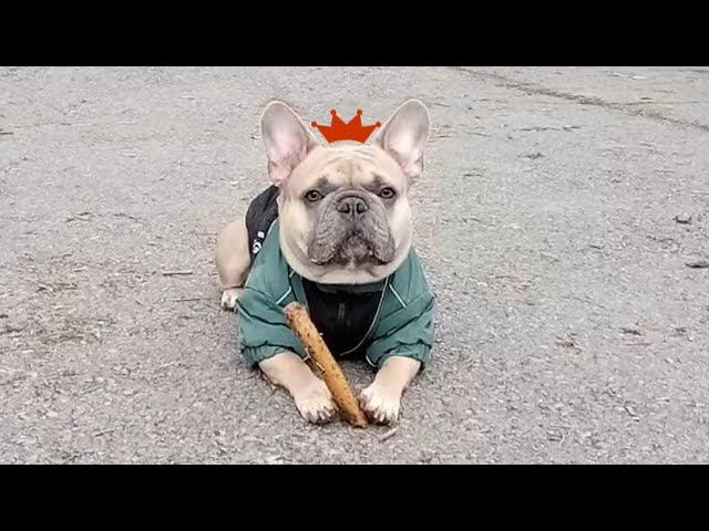 Приятно познакомиться, ЦАРЬ! Неуловимый Жорик, грызня и беготня...