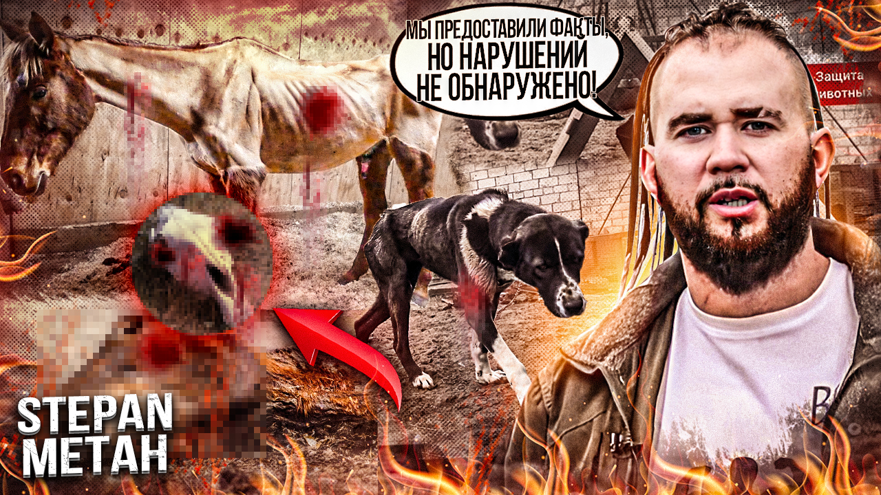 "Не гони лошадей". Расследование от проекта по защите животных