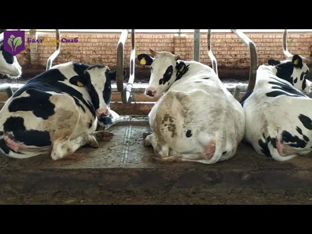 Мат Регуляр плюс