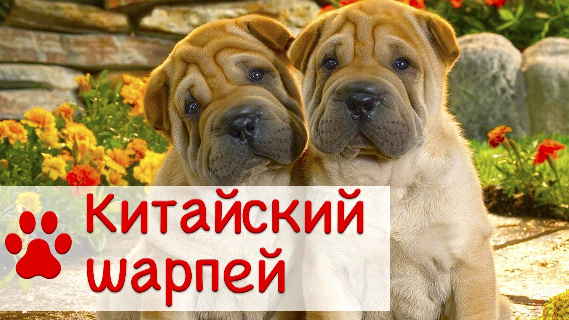 Китайский шарпей | Характер, уход и воспитание