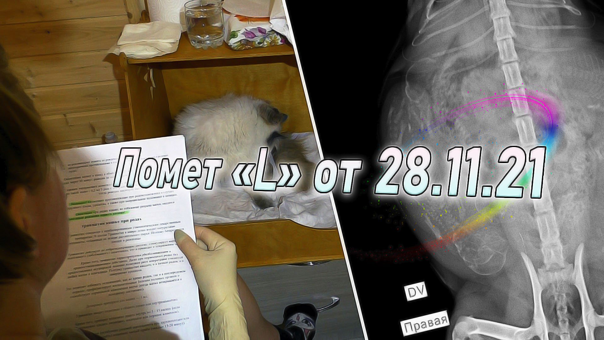 Сибирские Невские Маскарадные Кошки - Помет "L" / Роды "Черри" 28.11.21?