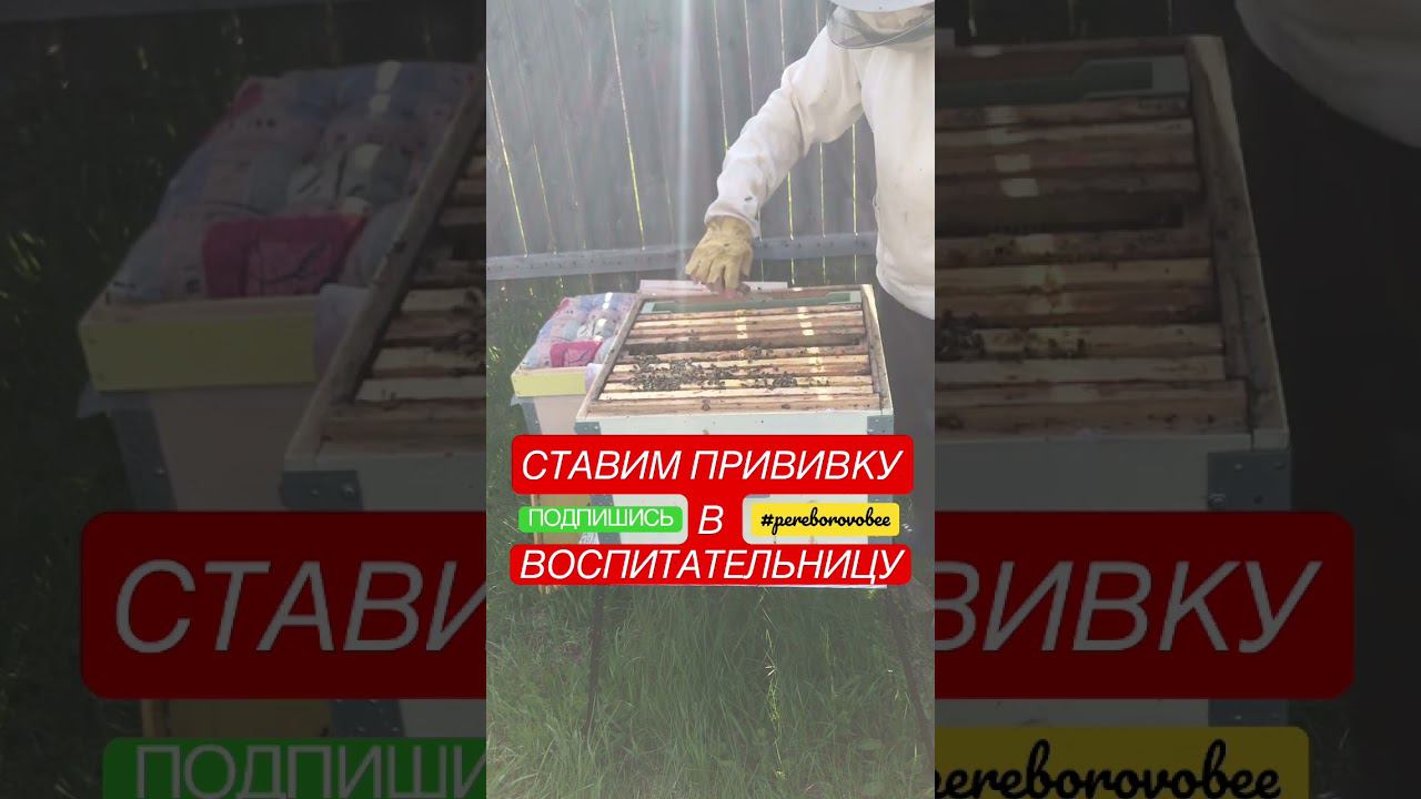 Ставим прививочную рамку в воспитательницу #пчеловодство #bee #пасека