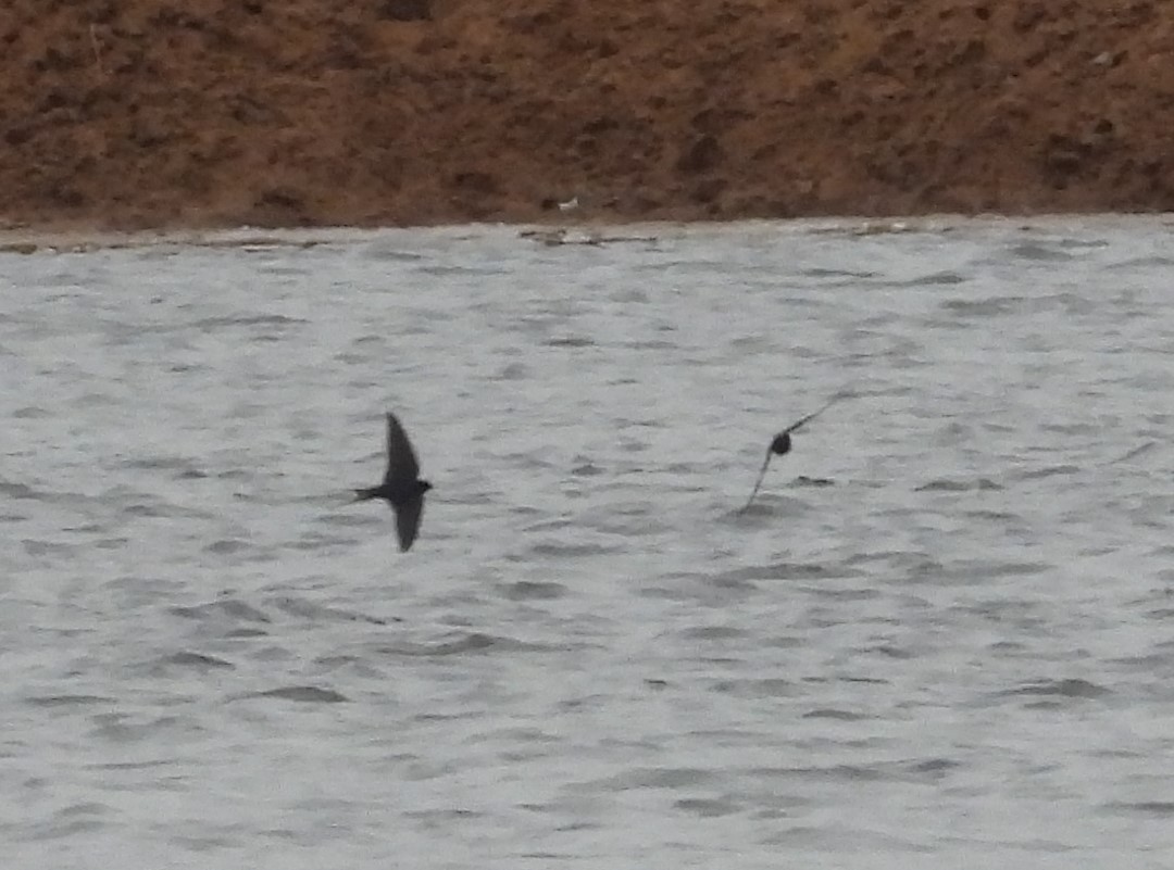 Первые Ласточки в Великом Новгороде, 21 апреля 2024