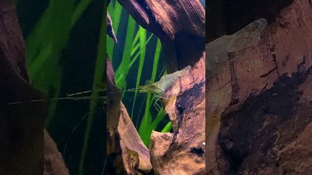 Видео на RUTUBE креветка макробрахиум