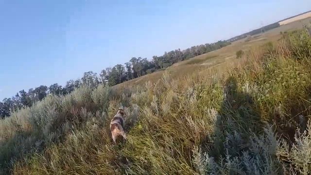 перепелка.mp4