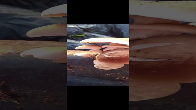 ❗Опята тополиные - вкусные съедобные грибочки❗