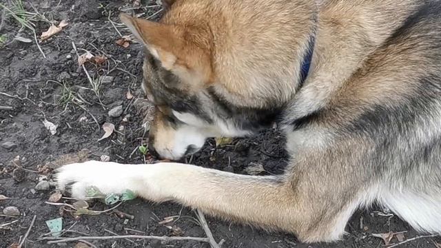 Белка песенку поёт да орешки все грызет.mp4